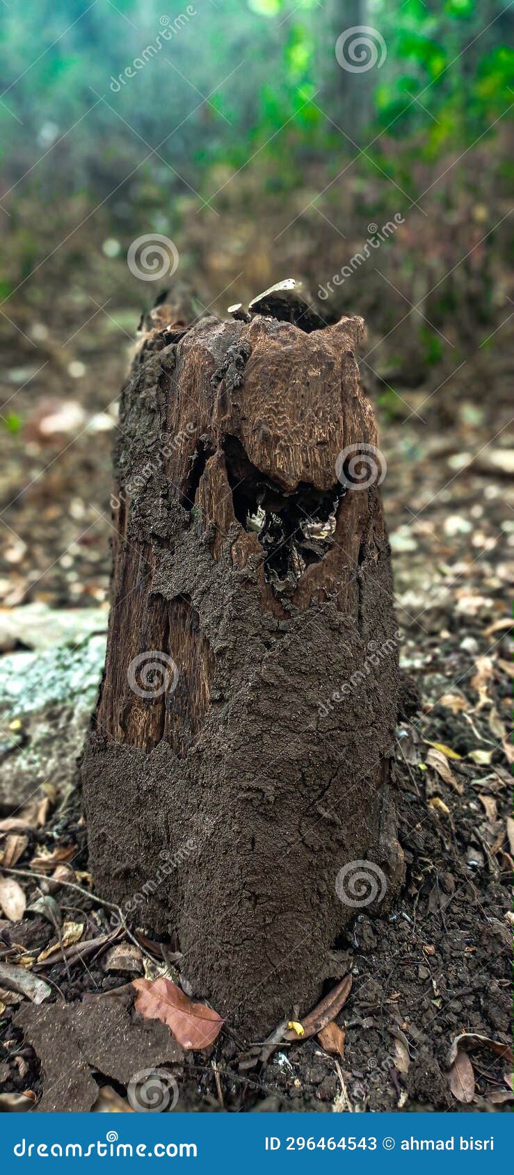 Die tree in the jungle stock image. Image of geology - 296464543