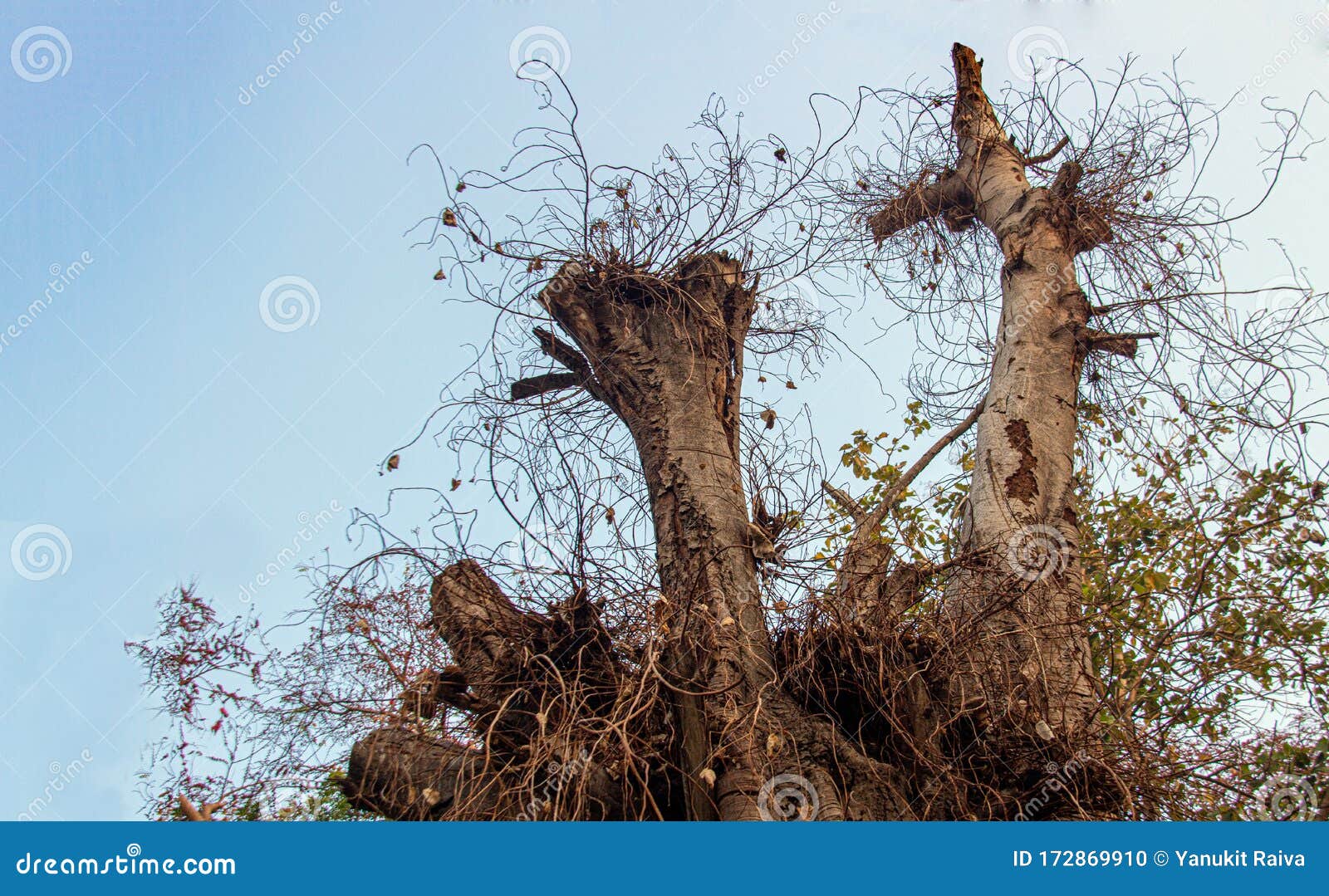 Die Tree on Sky for Nature Background Stock Photo - Image of nature ...