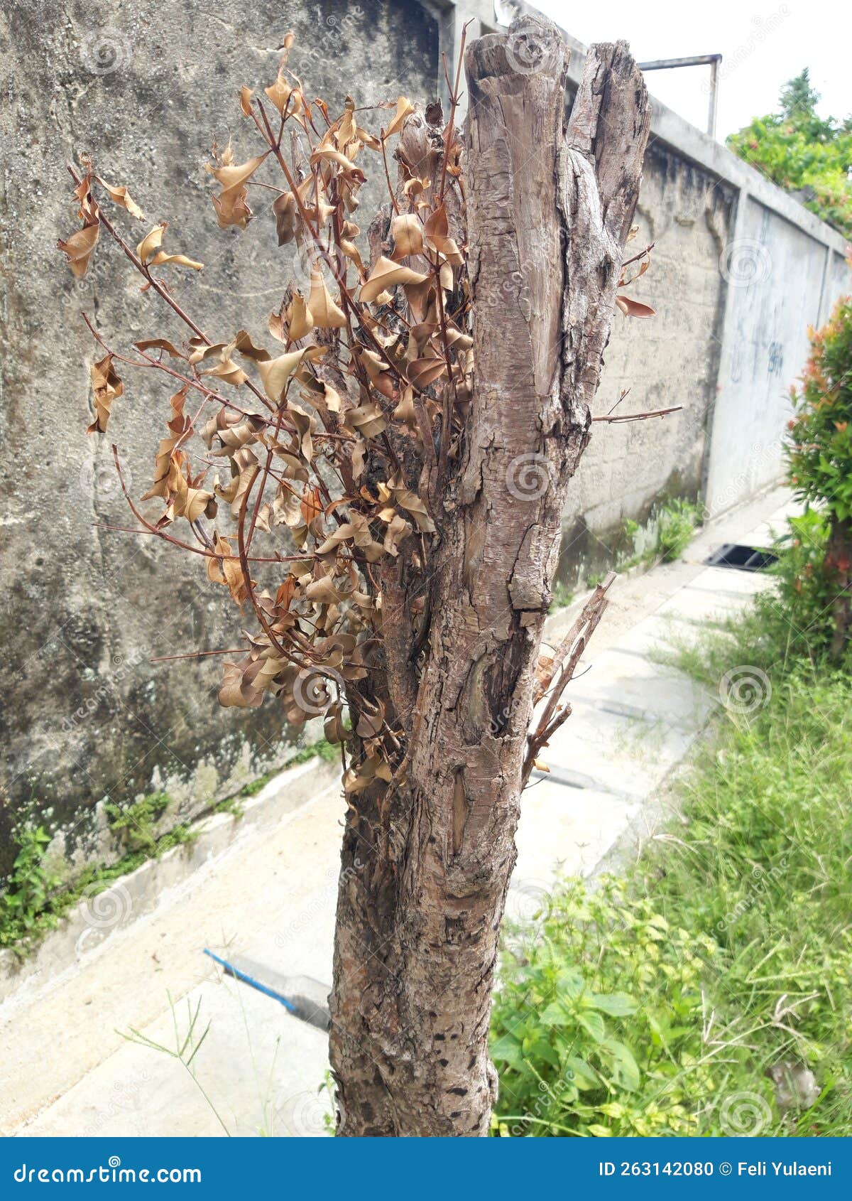 Die Tree Trunk on the Side Road Stock Photo - Image of trunk, road ...