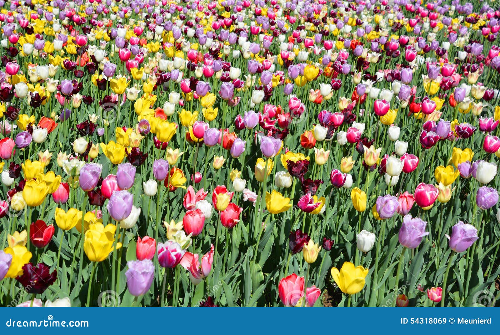 Die Tulpe stockbild. Bild von botanik, hell, makro, hintergründe - 54318069
