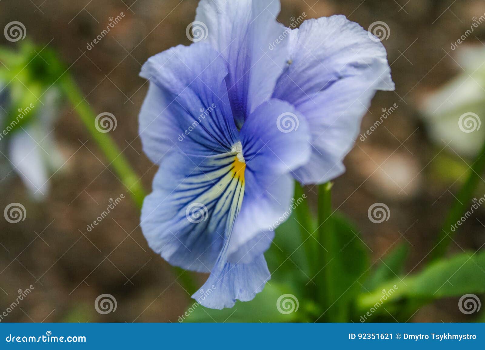 Die Violette Blume Im Garten Des Sanatoriums Stockbild - Bild von berge ...