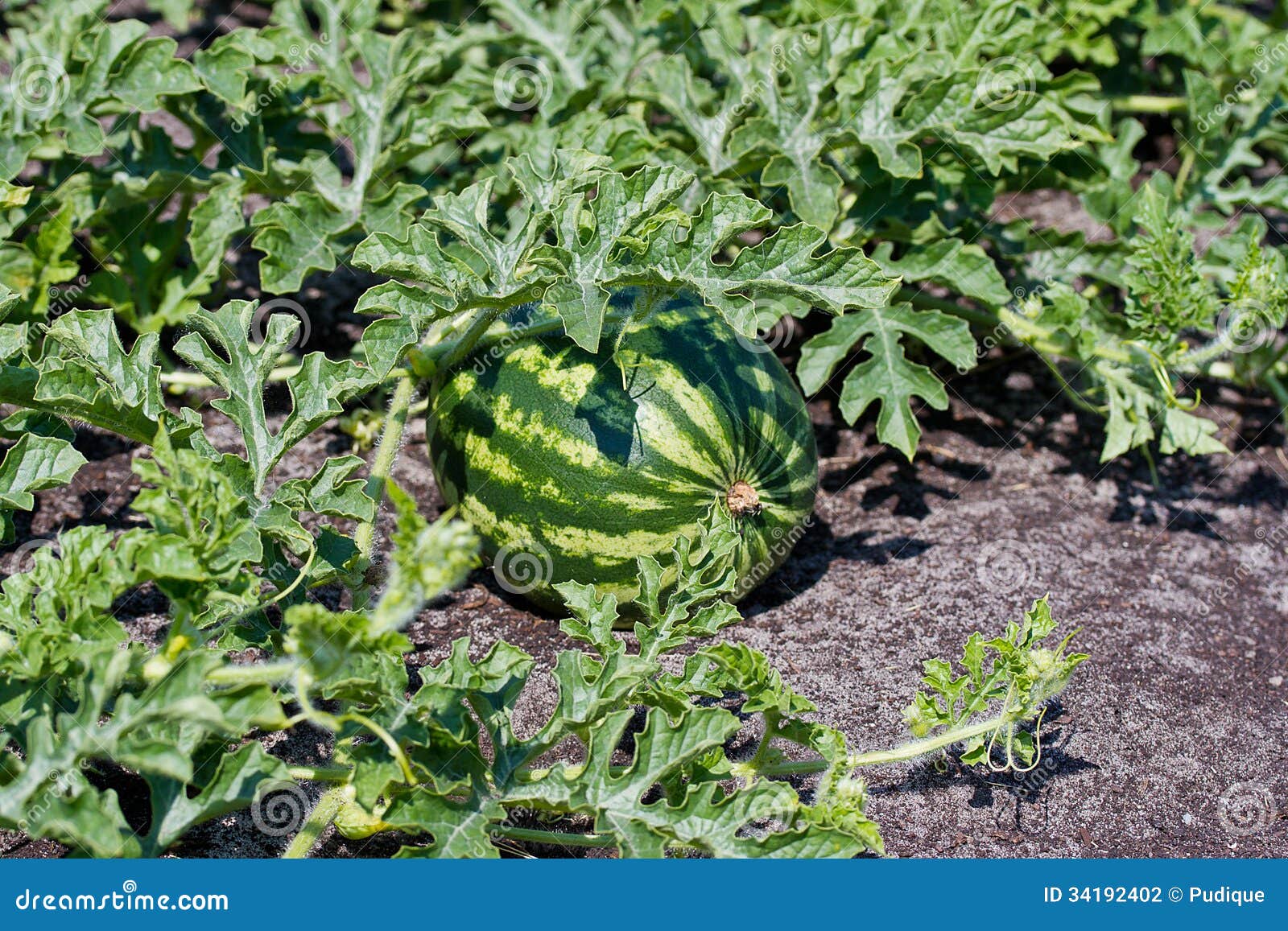Die Wassermelone Wachsen Auf Einem Feld Stockfotografie - Bild: 34192402