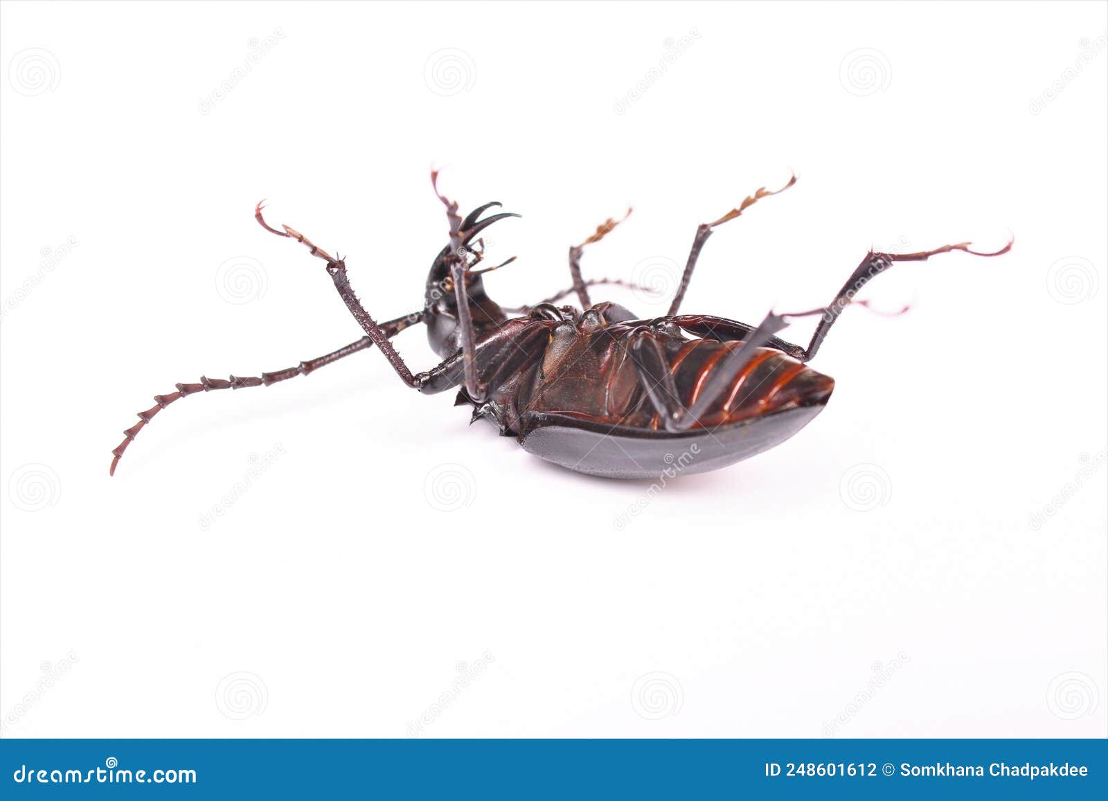 Winged insect upside down stock photo. Image of cockroach - 248601612