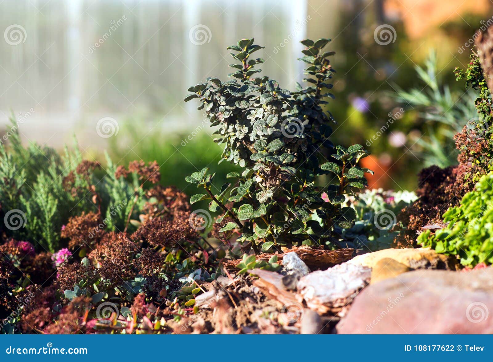 Die Zwergweide im Garten stockfoto. Bild von sommer - 108177622