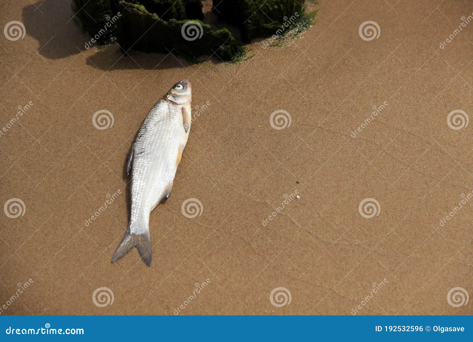 Died Fish Lays At The Shore. Impact On The Aquatic Ecosystem Royalty ...