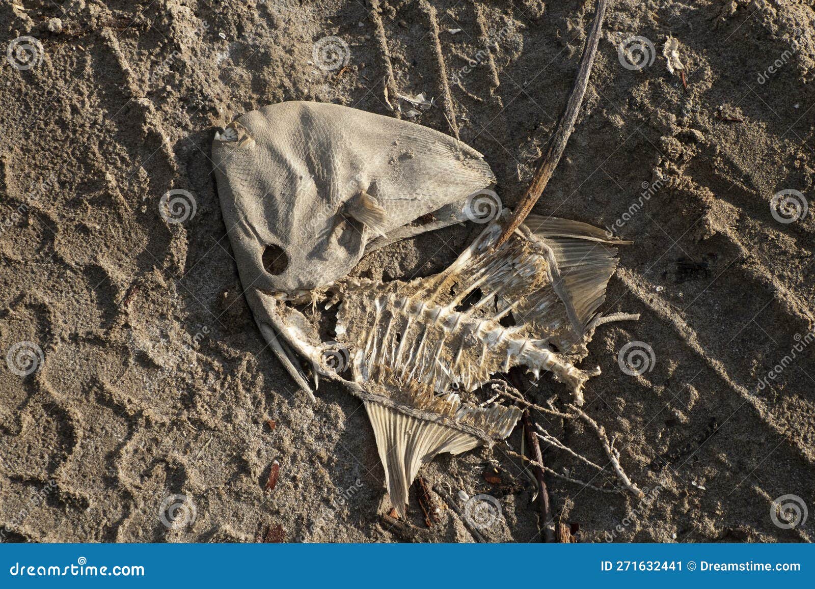 Died Fish Lays At The Shore. Impact On The Aquatic Ecosystem Royalty ...