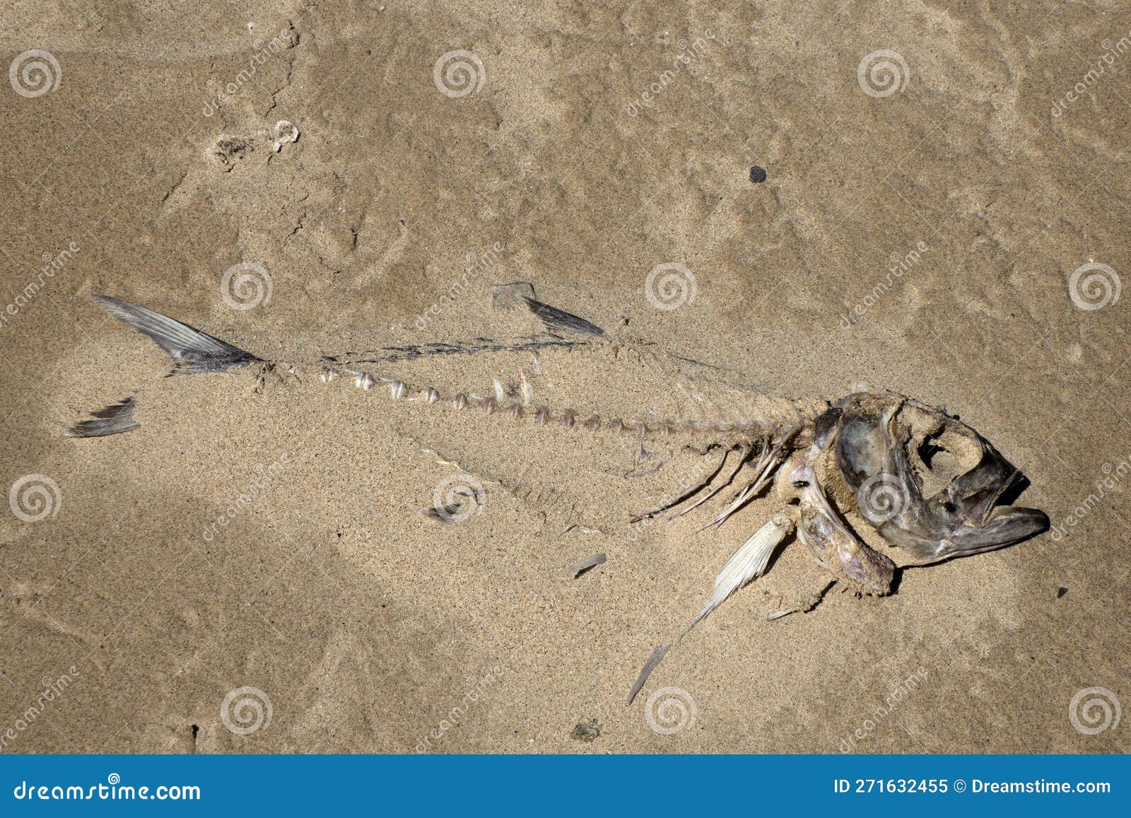 Died Fish Lays At The Shore. Impact On The Aquatic Ecosystem Royalty ...