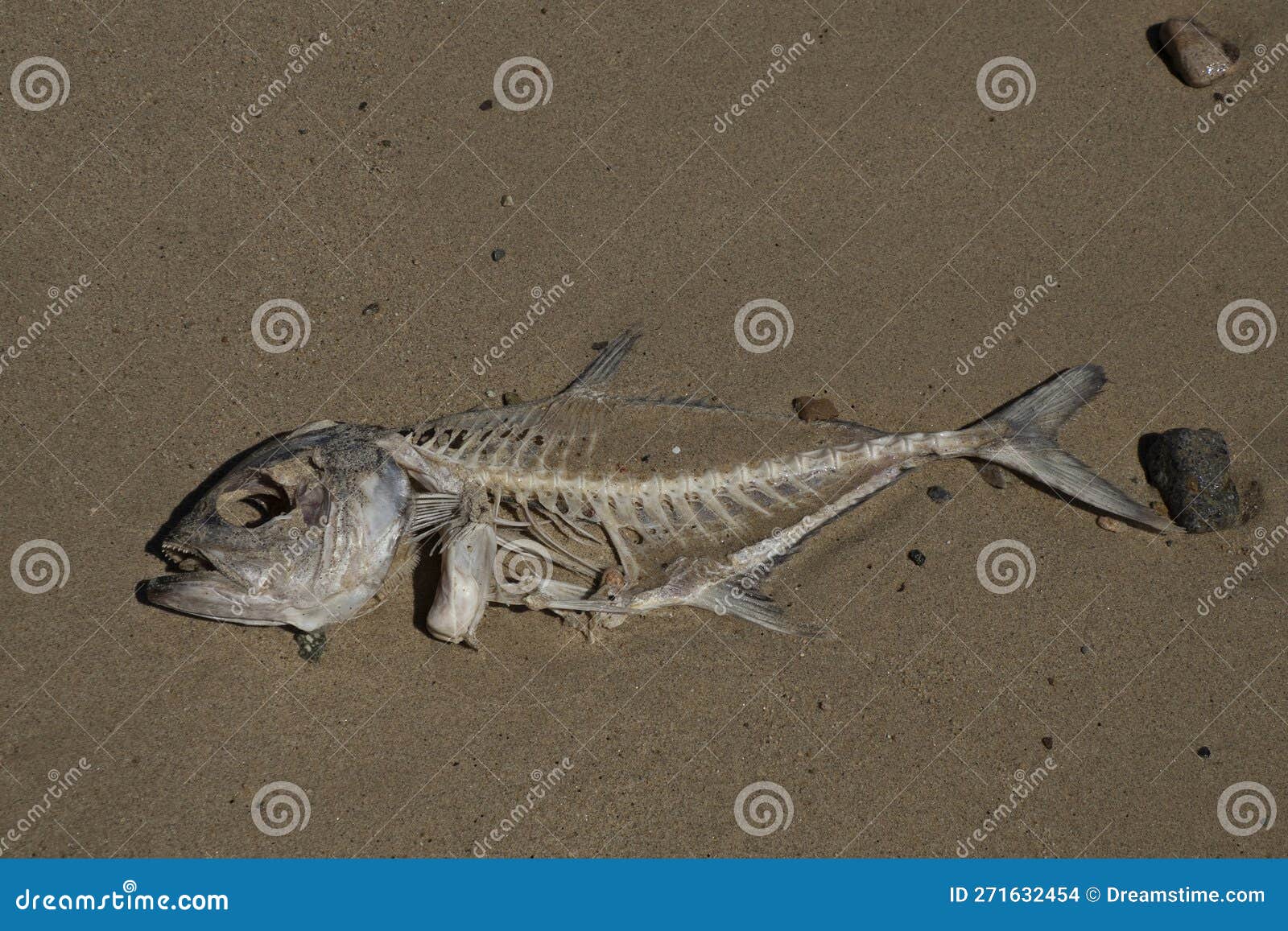 Died Fish Lays At The Shore. Impact On The Aquatic Ecosystem Royalty ...