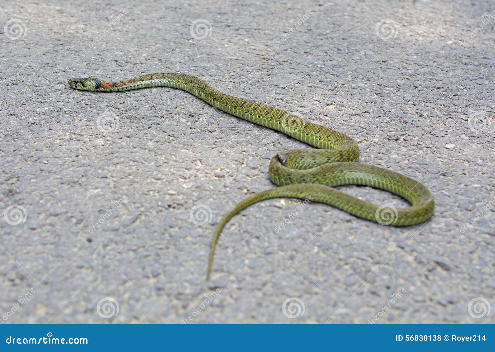 Died Snake on the Road stock photo. Image of snake, creature - 56830138