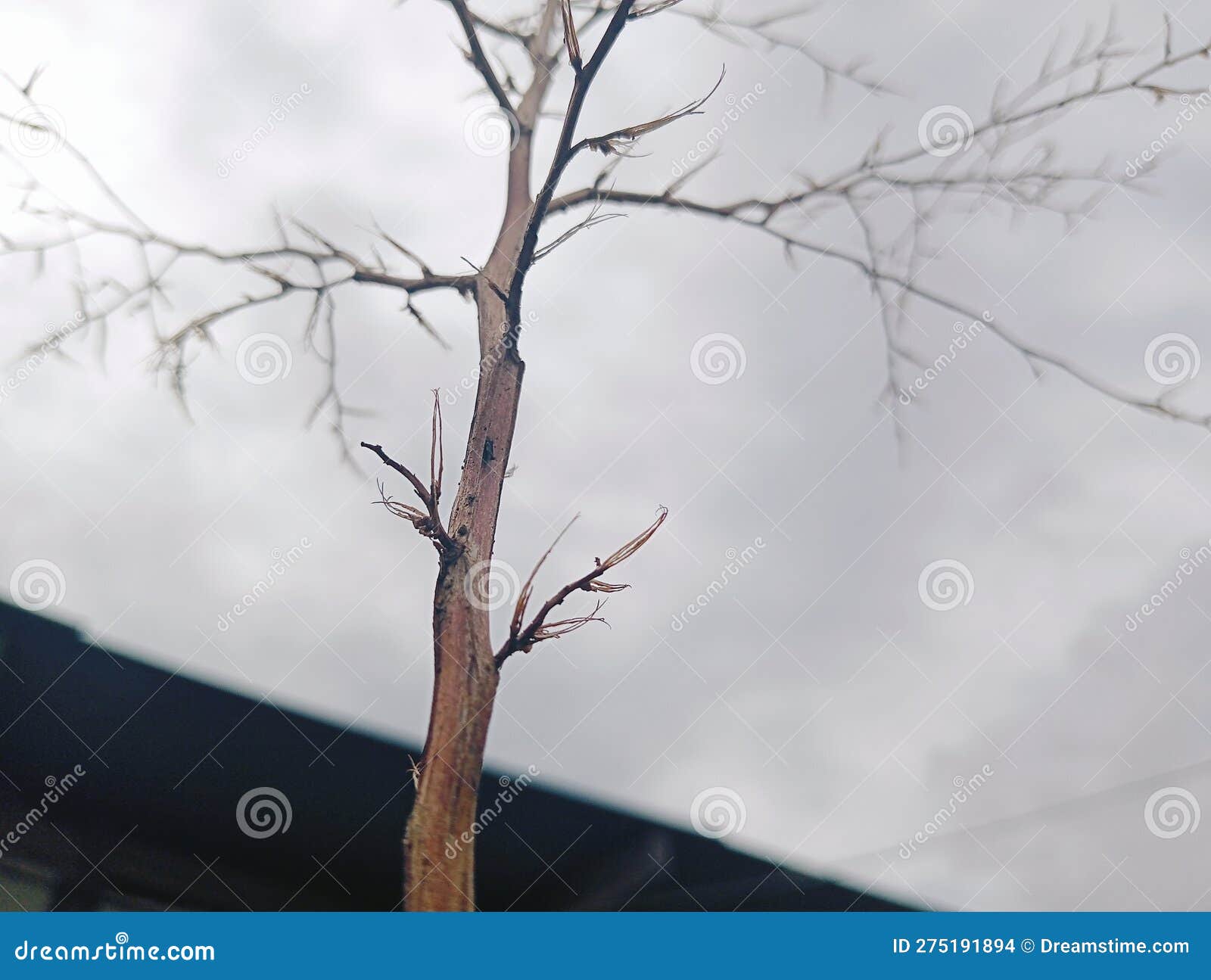 Died Tree for Structures of Hope Stock Photo - Image of structures ...
