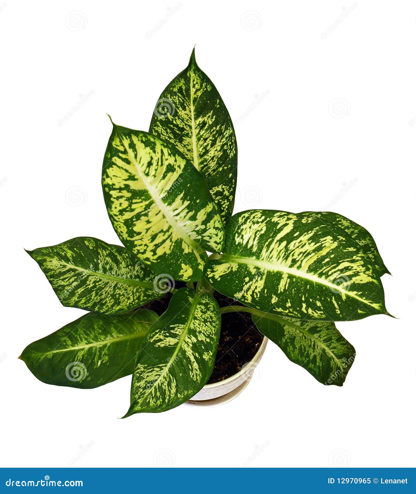 Dieffenbachia or Diffenbahia Stock Image - Image of bucket ...