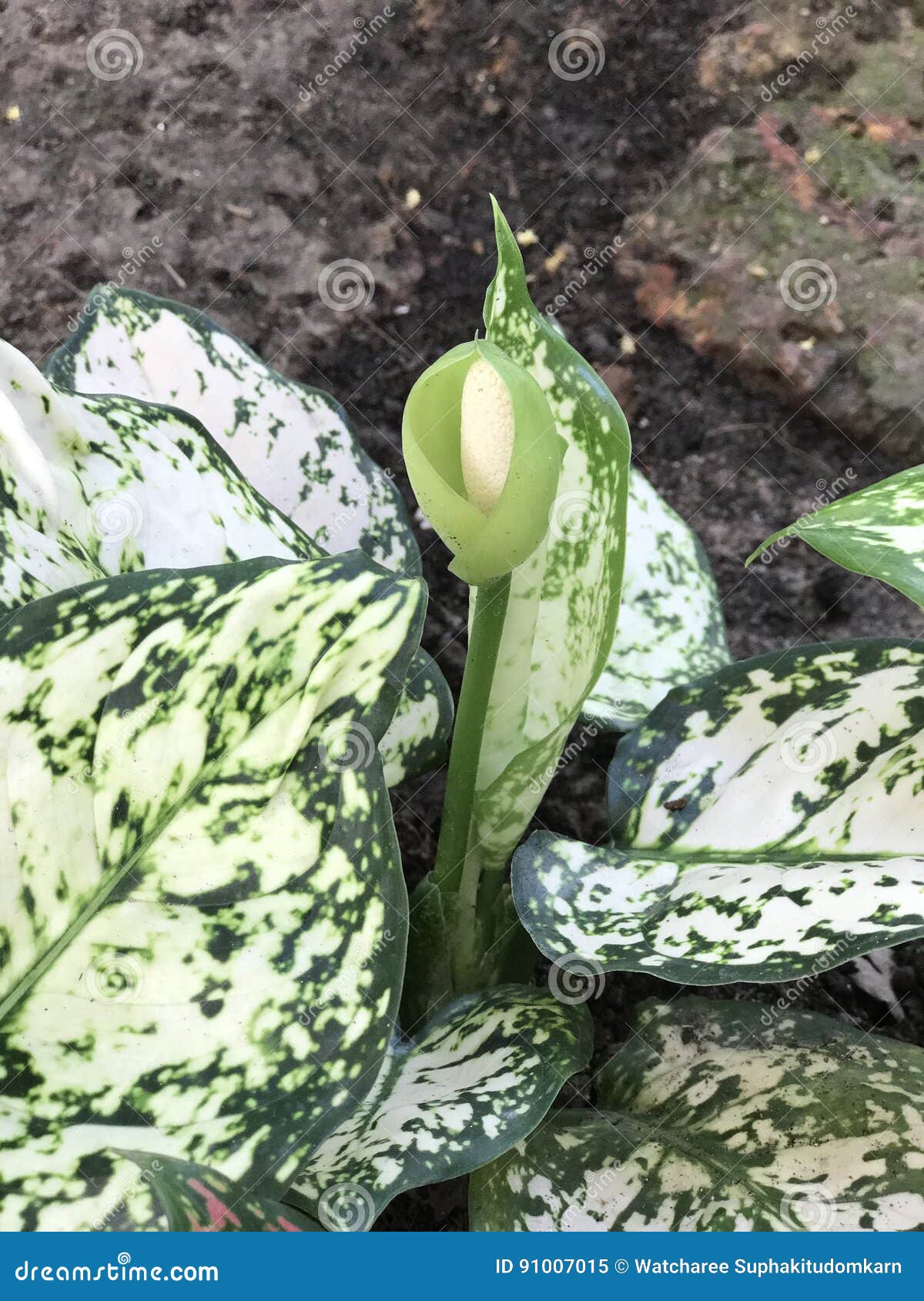 Dieffenbachia or Dumb Cane Flower. Stock Image - Image of ecology ...