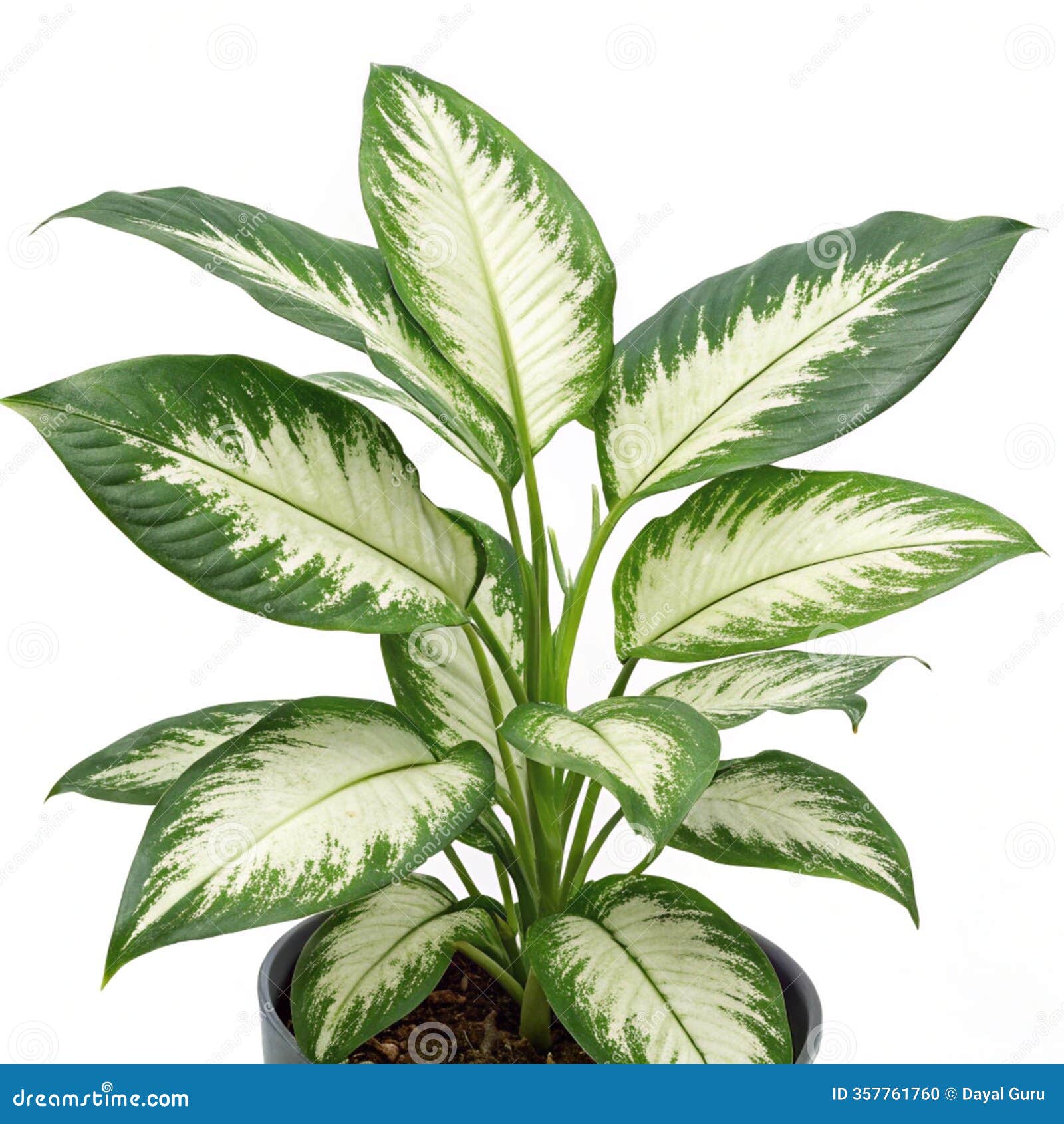 Dieffenbachia Plant Stock Photo | CartoonDealer.com #357761760