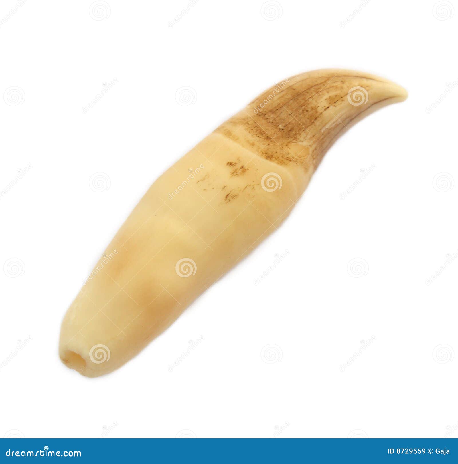 Diente de la ballena imagen de archivo. Imagen de dientes - 8729559