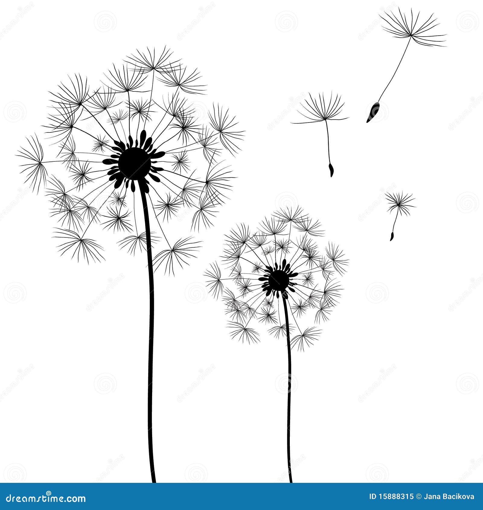 Diente de león ilustración del vector. Ilustración de descendiente ...