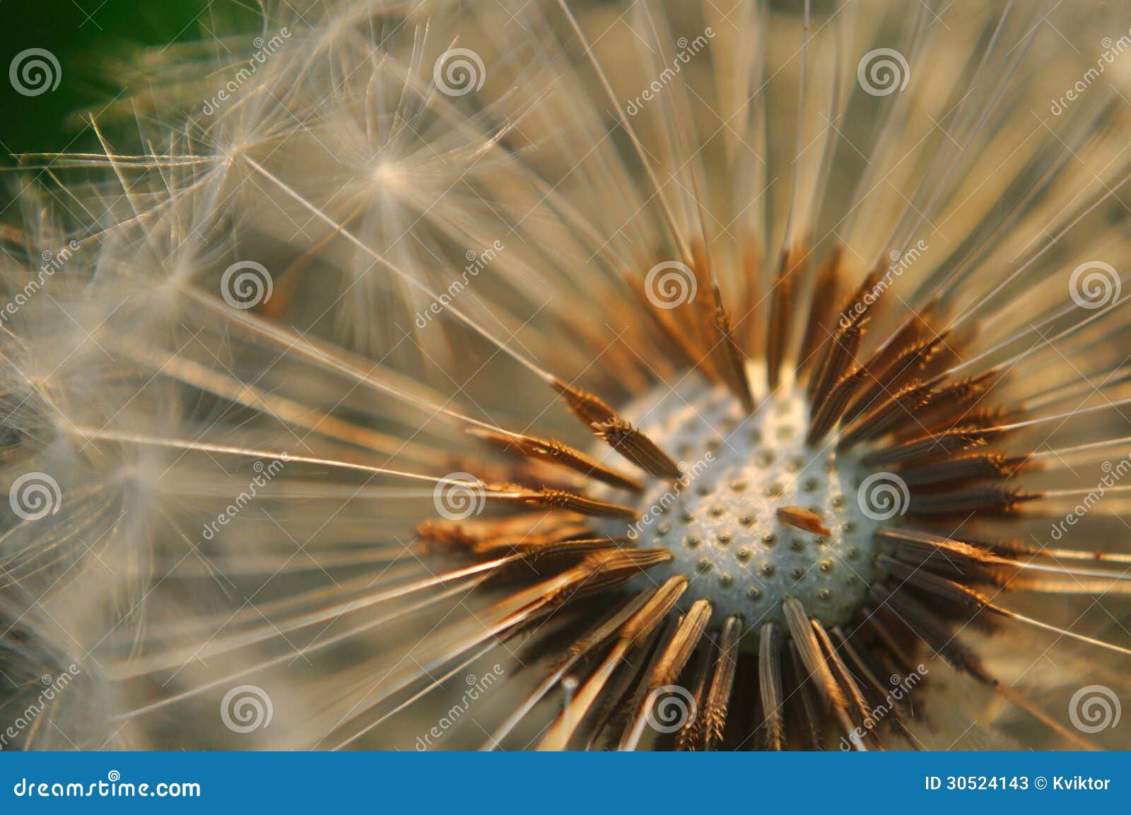 Diente de león calvo imagen de archivo. Imagen de flora - 30524143