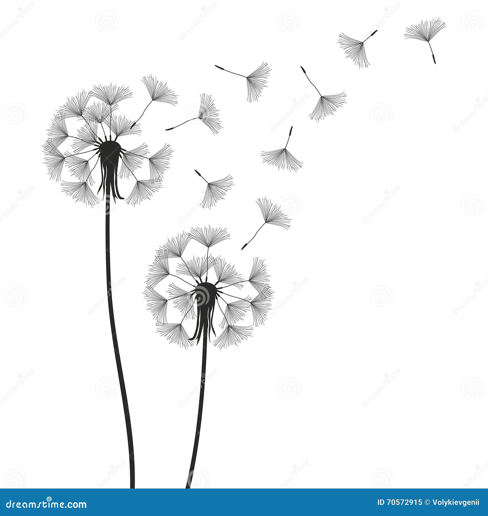 Diente de león del vector ilustración del vector. Ilustración de ...