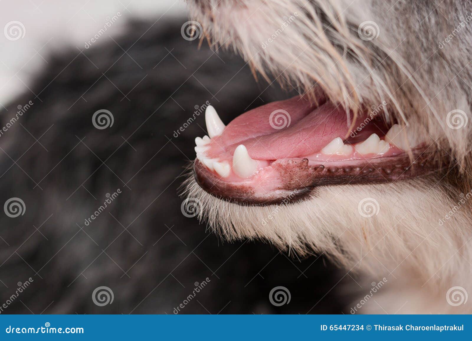 Diente de perro foto de archivo. Imagen de diente, salud - 65447234