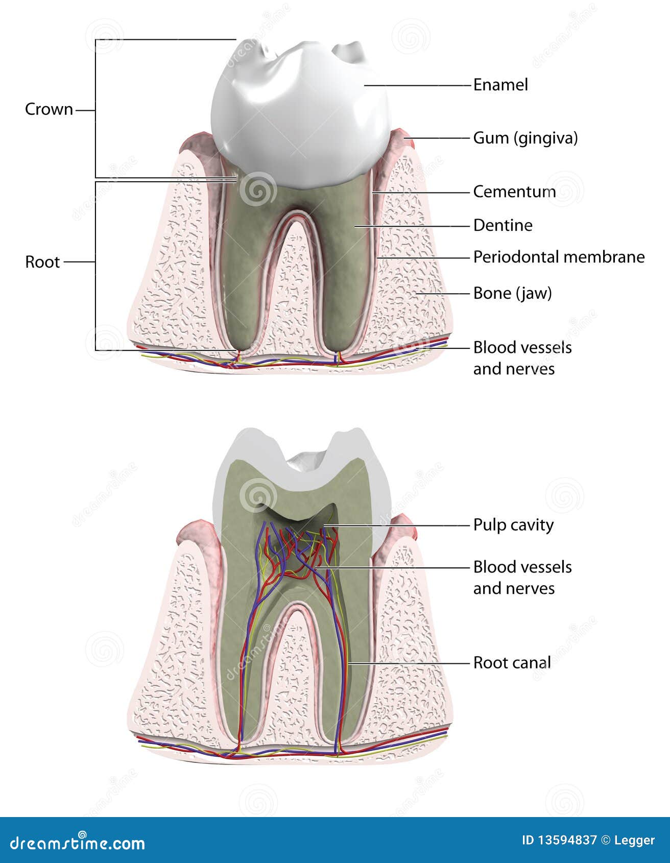 Diente molar stock de ilustración. Ilustración de ciencia - 13594837