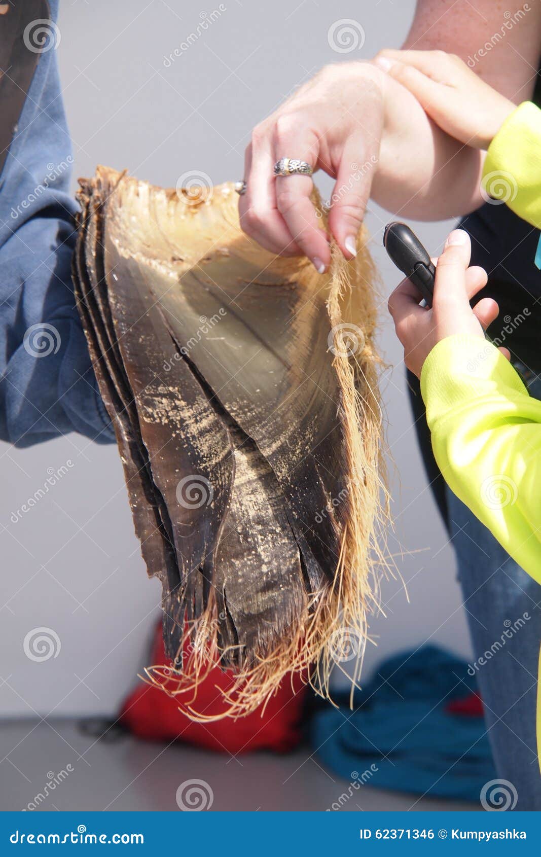 Dientes de la ballena foto de archivo. Imagen de ballena - 62371346