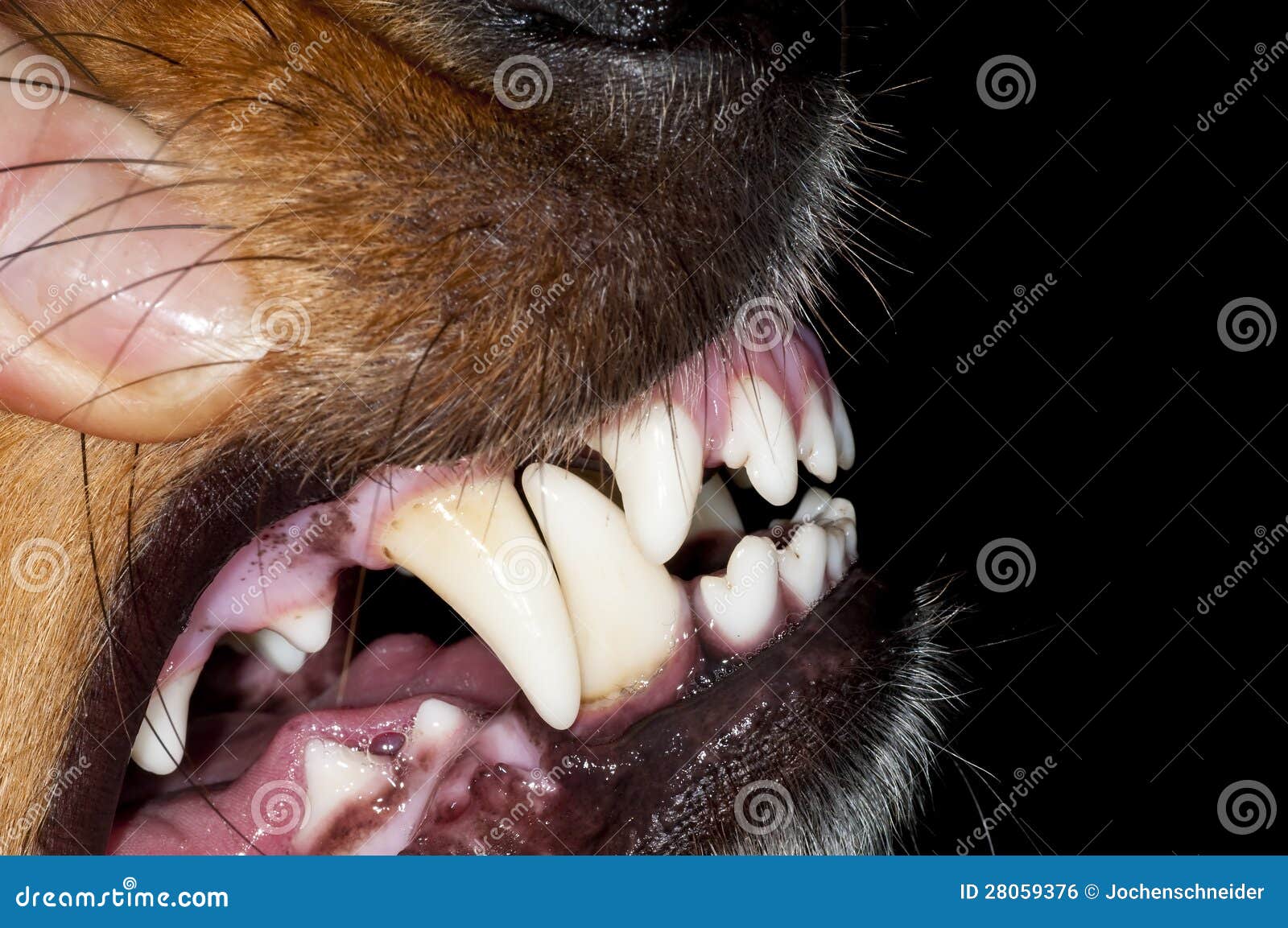 Dientes de perro foto de archivo. Imagen de dentista - 28059376