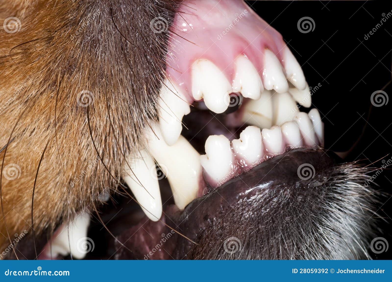 Dientes de perro foto de archivo. Imagen de frente, diente - 28059392