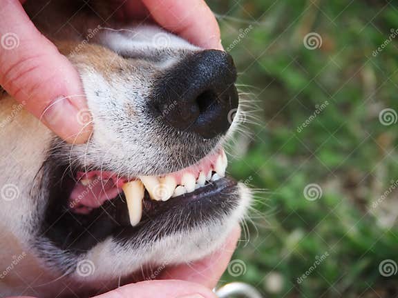 Dientes de perro foto de archivo. Imagen de detalle, cara - 28872828