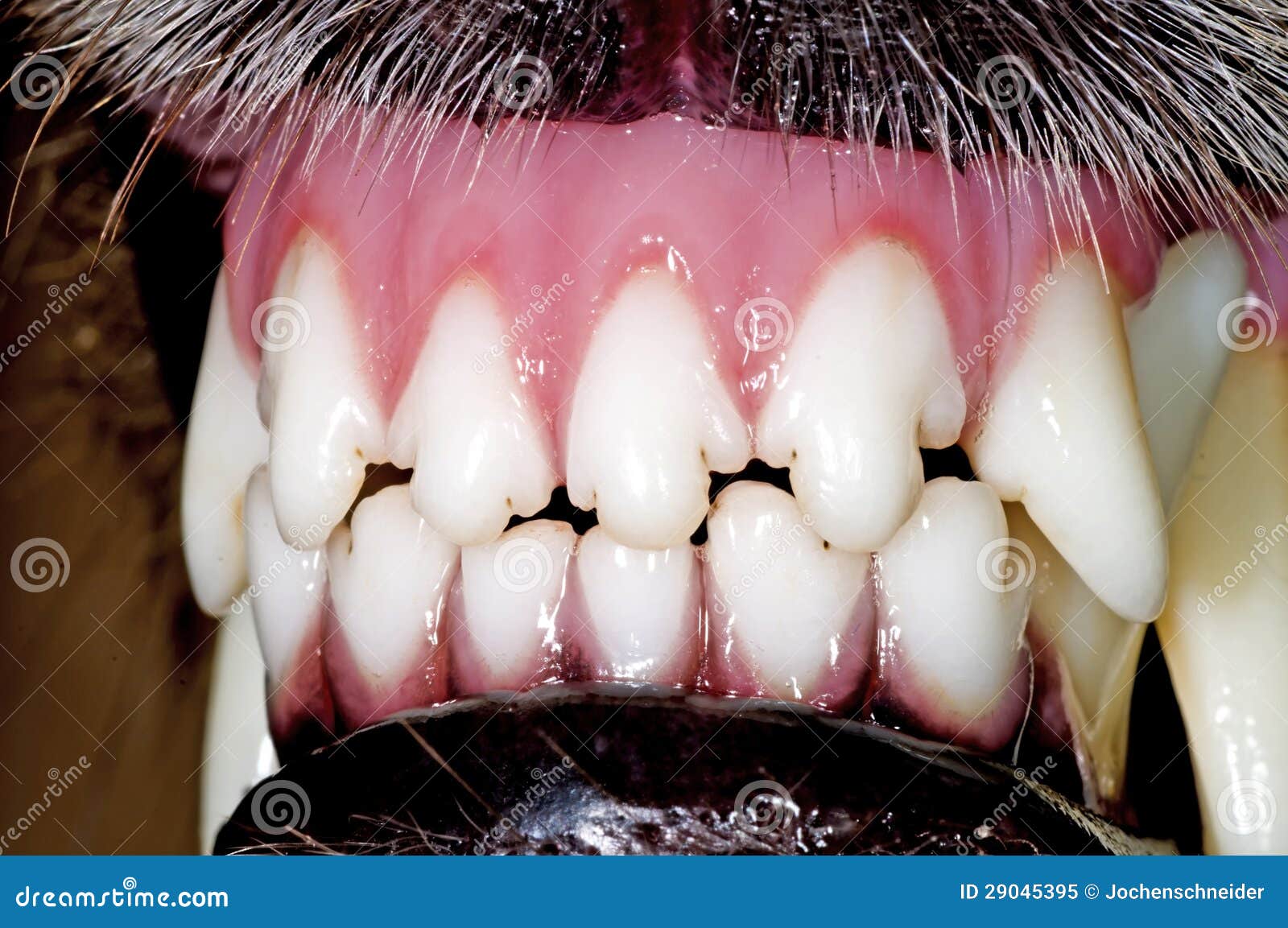 Dientes de perro imagen de archivo. Imagen de cuidado - 29045395