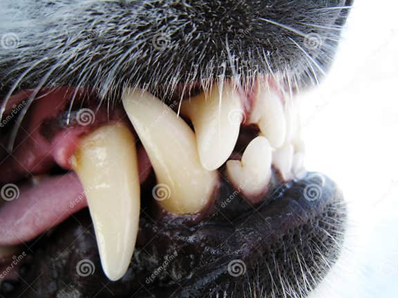Dientes de perro (3) imagen de archivo. Imagen de detalle - 28914665