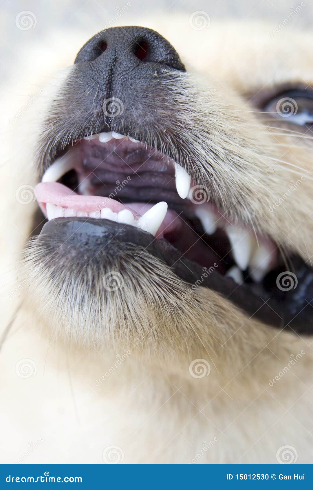 Dientes De Perro Hacia Fuera Foto de archivo - Imagen de sonrisa ...