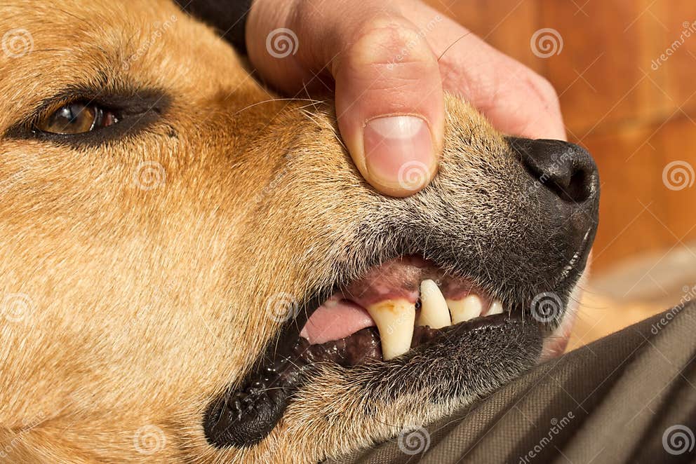 Dientes De Perro Que Son Visualizados Foto de archivo - Imagen de ...