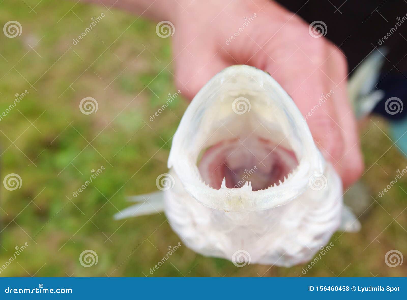 Dientes De Pescado De Perca Con La Boca Abierta Foto de archivo ...