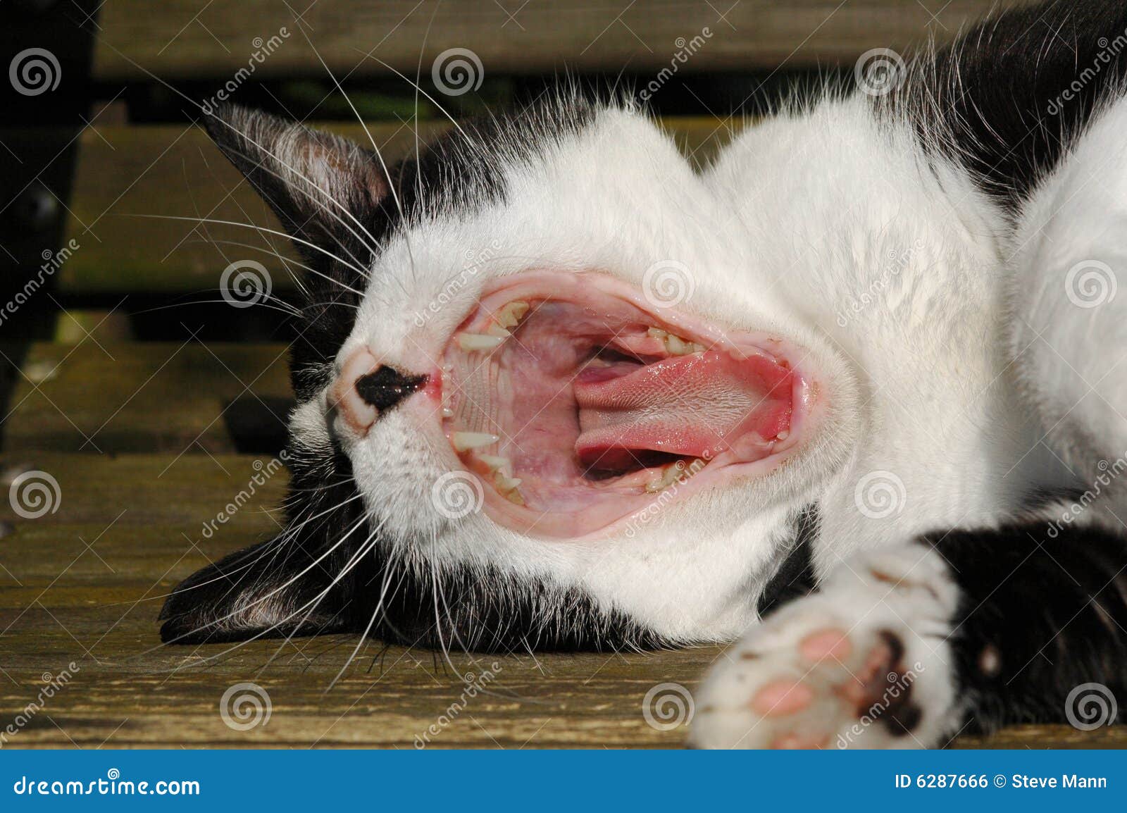 Dientes del gato foto de archivo. Imagen de bostezo, barba - 6287666