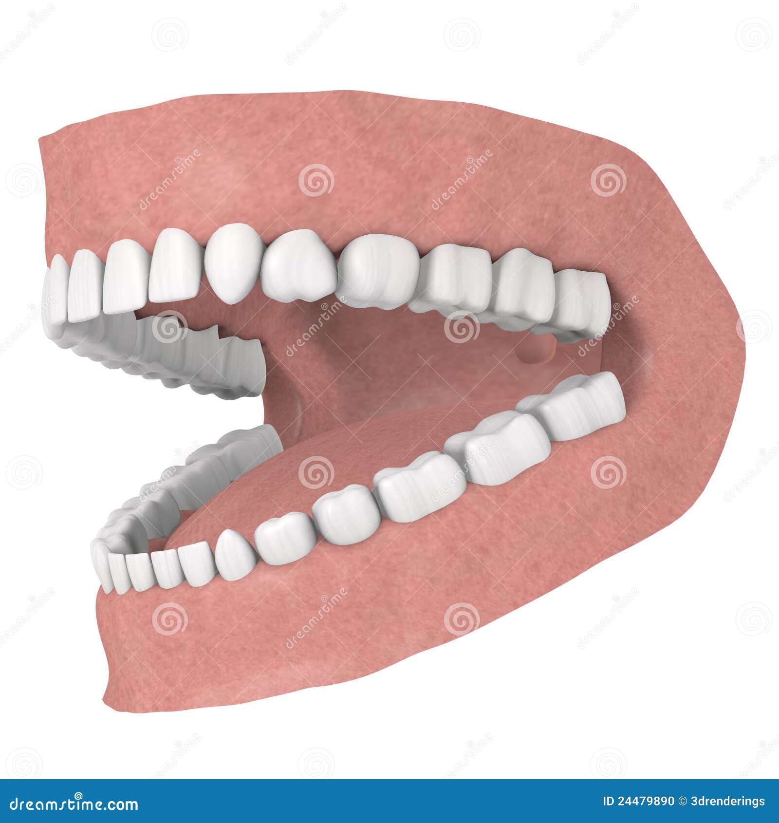 Dientes humanos (adulto) stock de ilustración. Ilustración de sistema ...