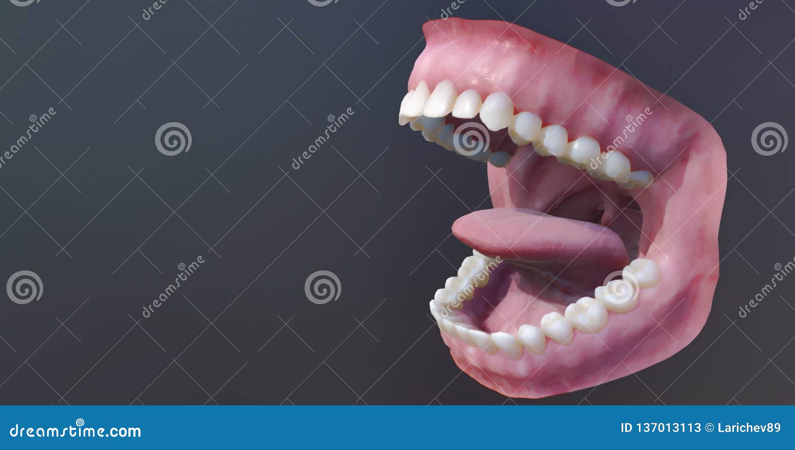 Dientes Humanos, Boca Abierta Ejemplo Médicamente Exacto Del Diente 3D ...