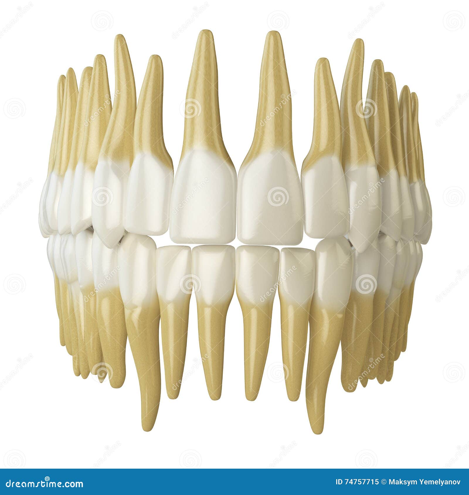 Dientes humanos en blanco stock de ilustración. Ilustración de médico ...