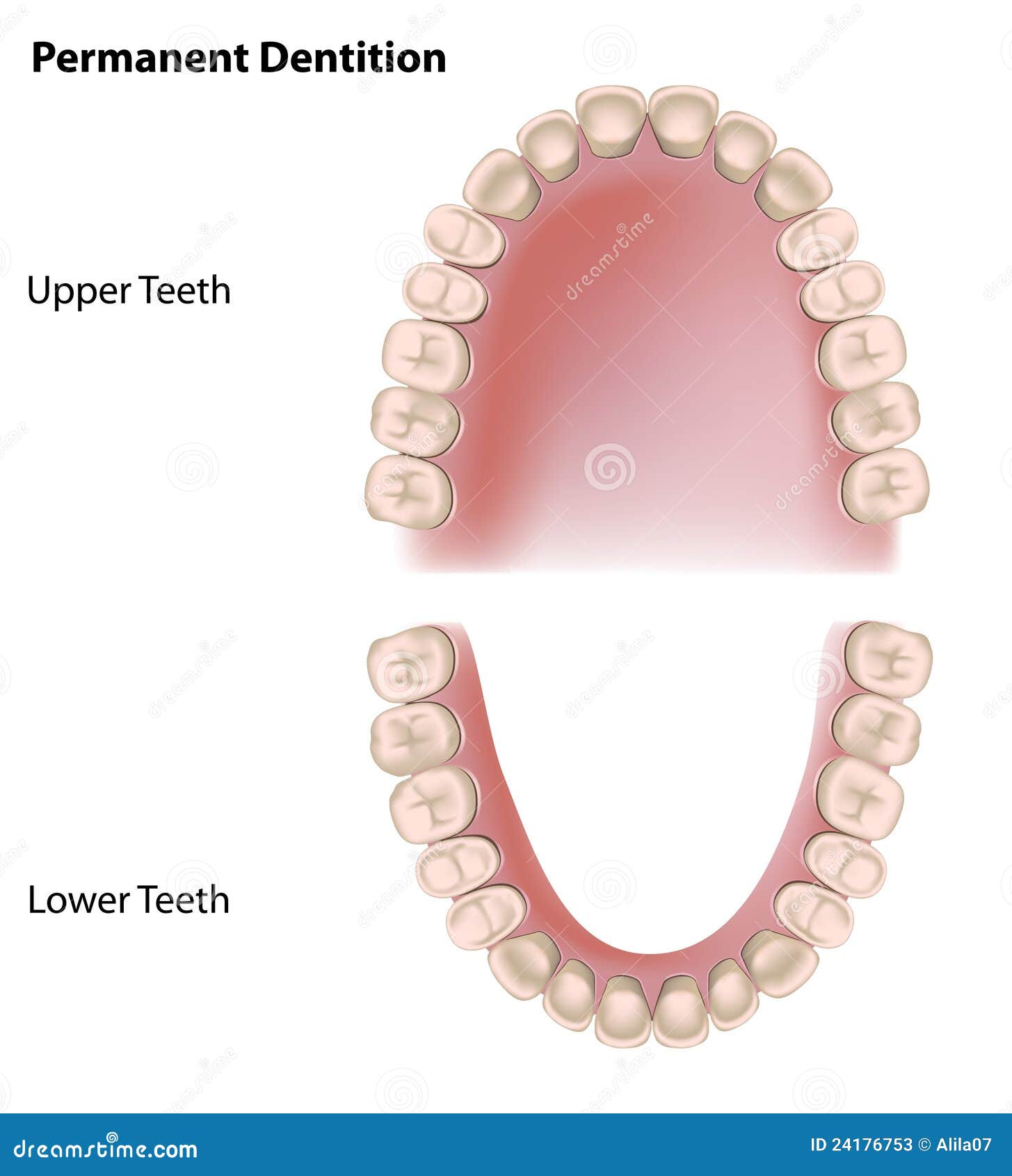 Dientes permanentes ilustración del vector. Ilustración de permanente ...