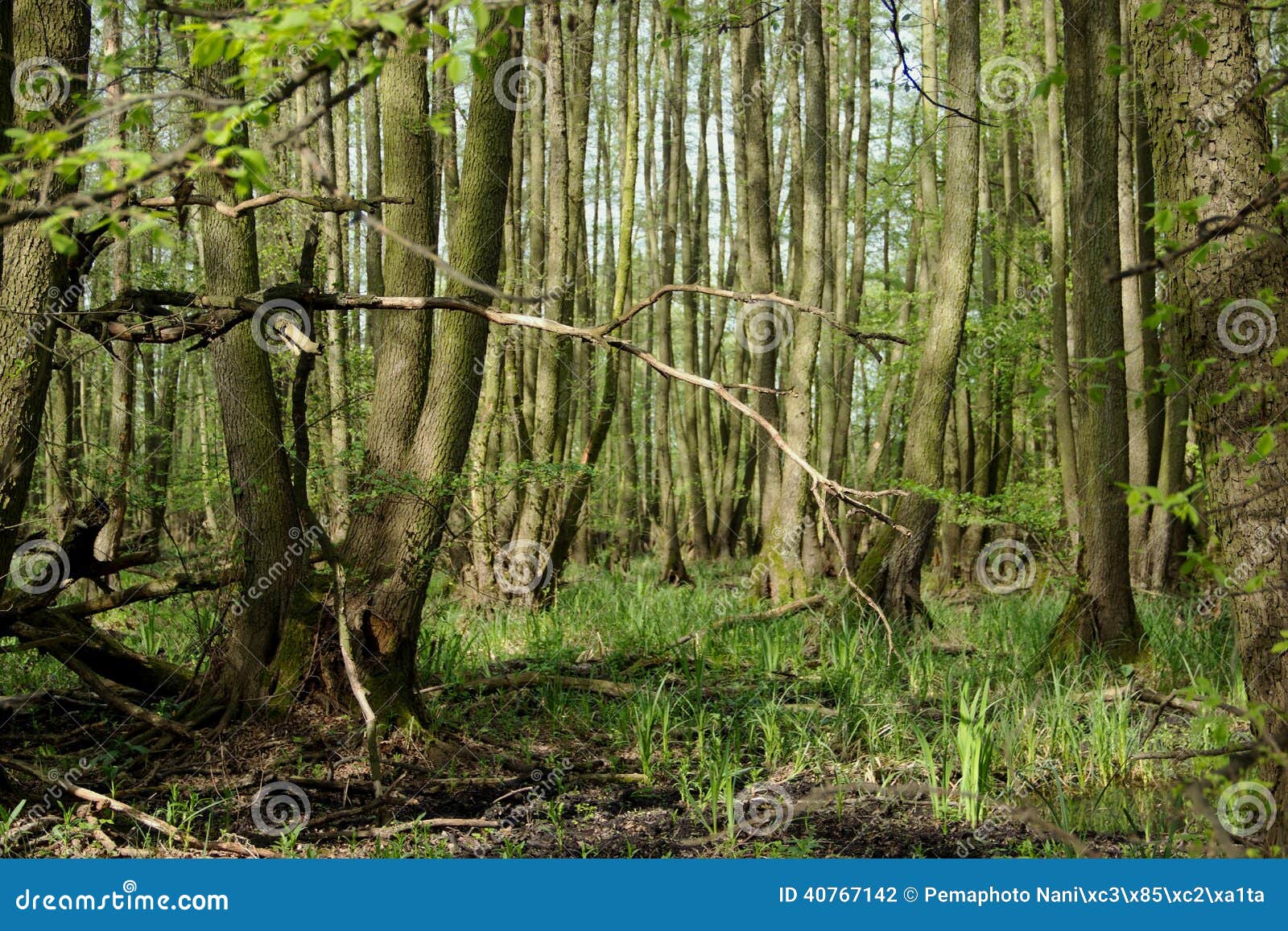 Diep Oerwoud stock foto. Image of hout, diep, magisch - 40767142