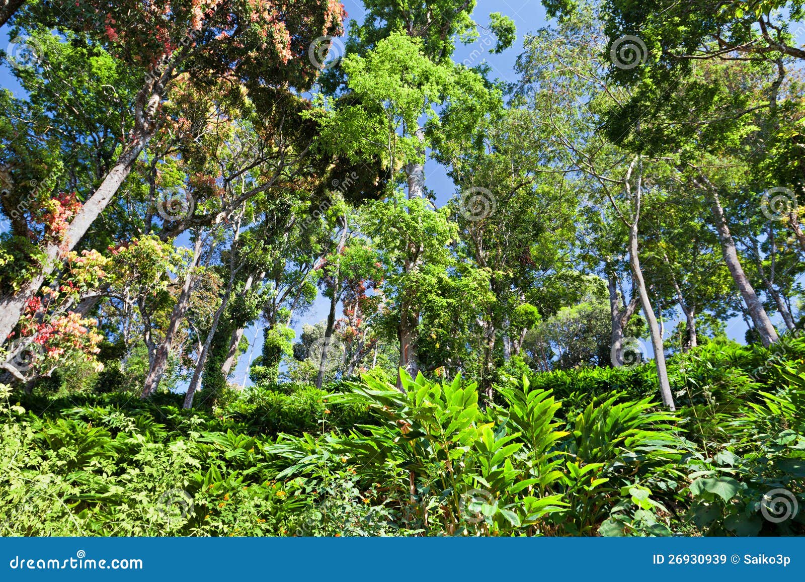 Diep tropisch bos stock afbeelding. Image of landschap - 26930939