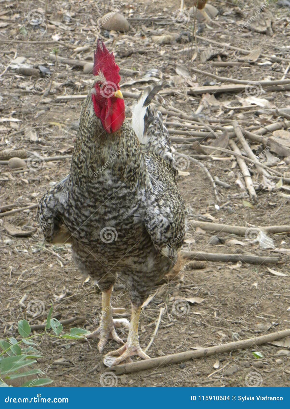 Dier stock foto. Image of uitziend, knap, haan, zwart - 115910684