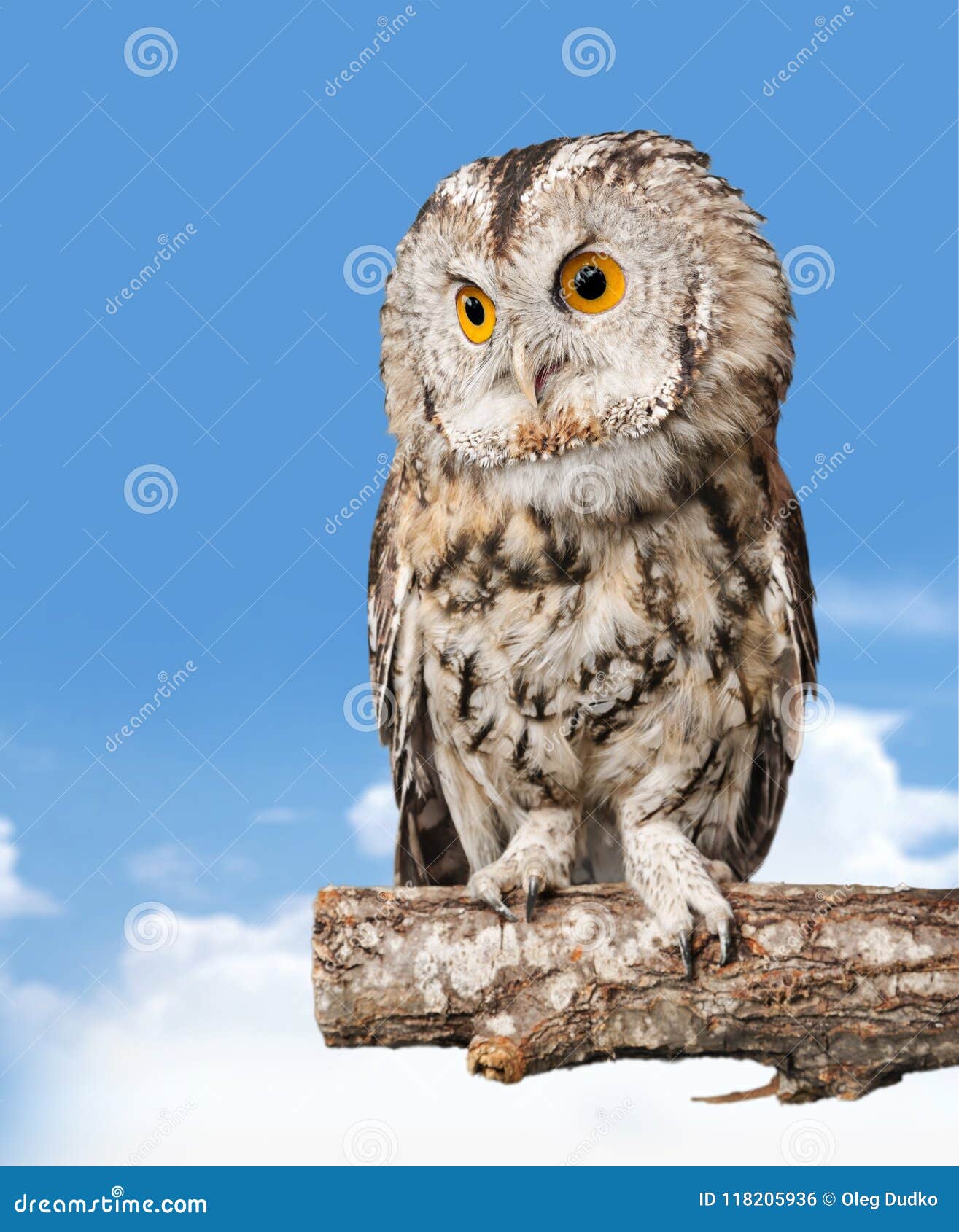 Dier stock foto. Image of uilen, dier, wild, bruin, gezichten - 118205936