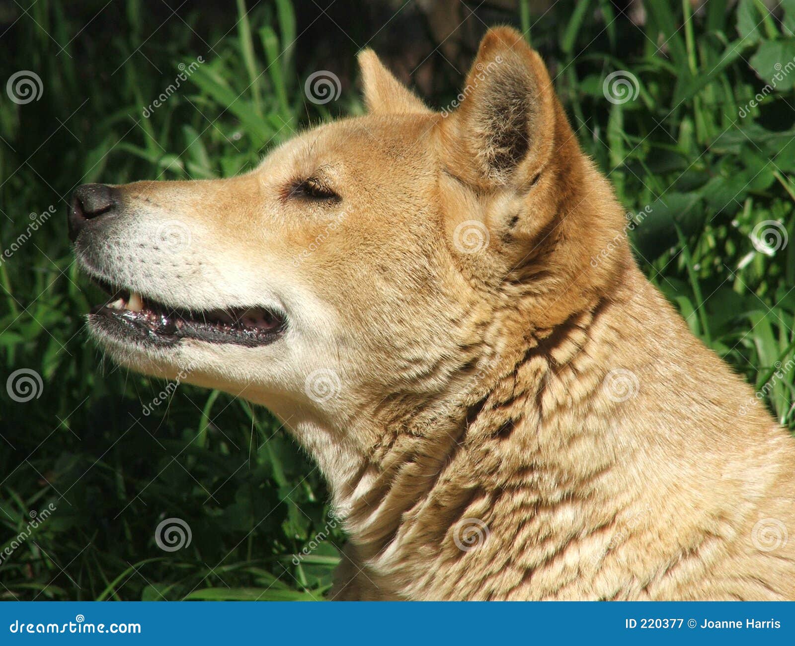 Dier - dingo stock afbeelding. Image of stuk, jager, verdwenen - 220377