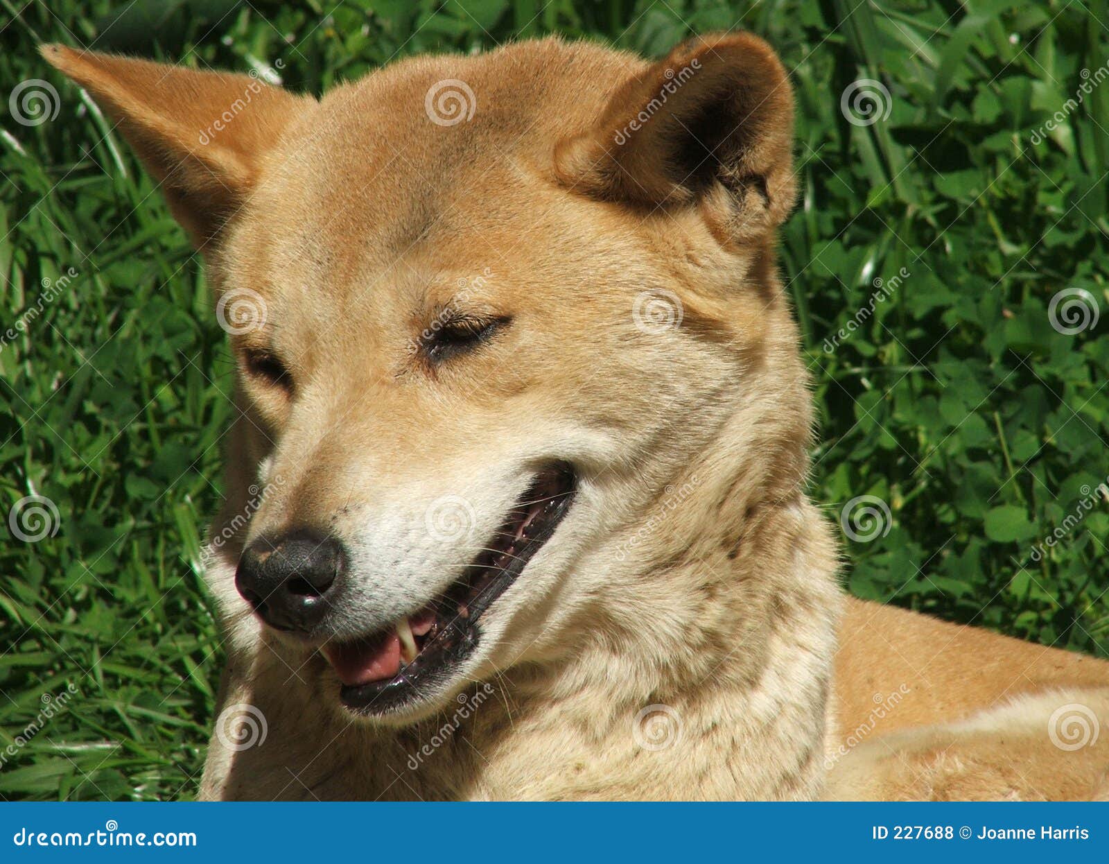 Dier - dingo stock foto. Image of rood, jager, wolfszweer - 227688