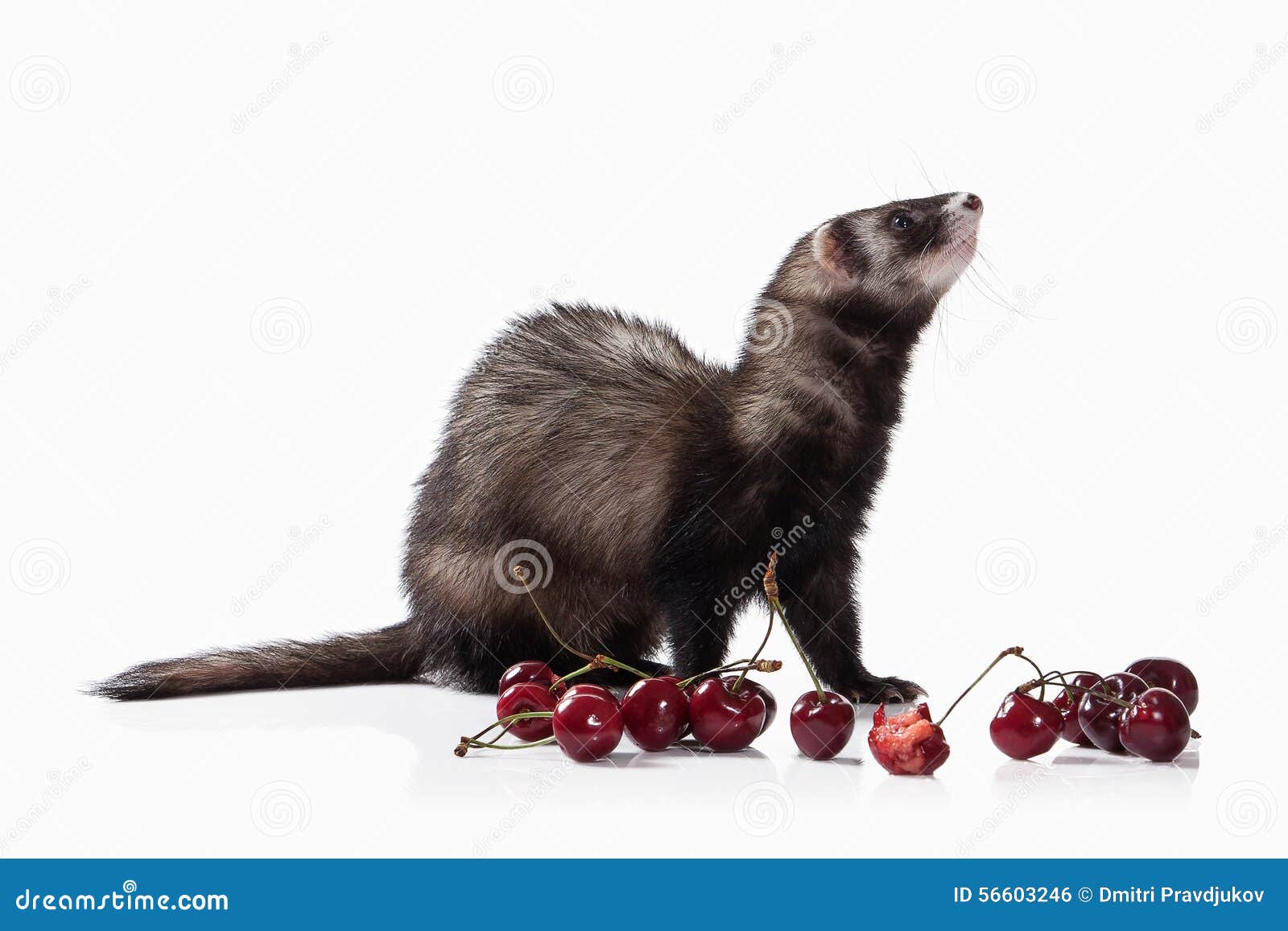 Dier Oud Fret Op Witte Achtergrond Stock Foto - Image of aandachtig ...