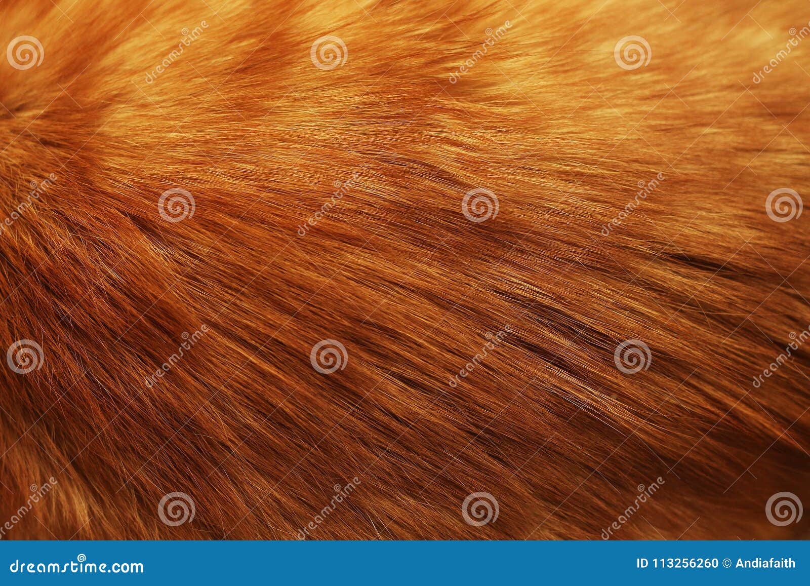 Dier Textuur Van Rood Kattenhaar, Close-up Stock Foto - Image of bont ...