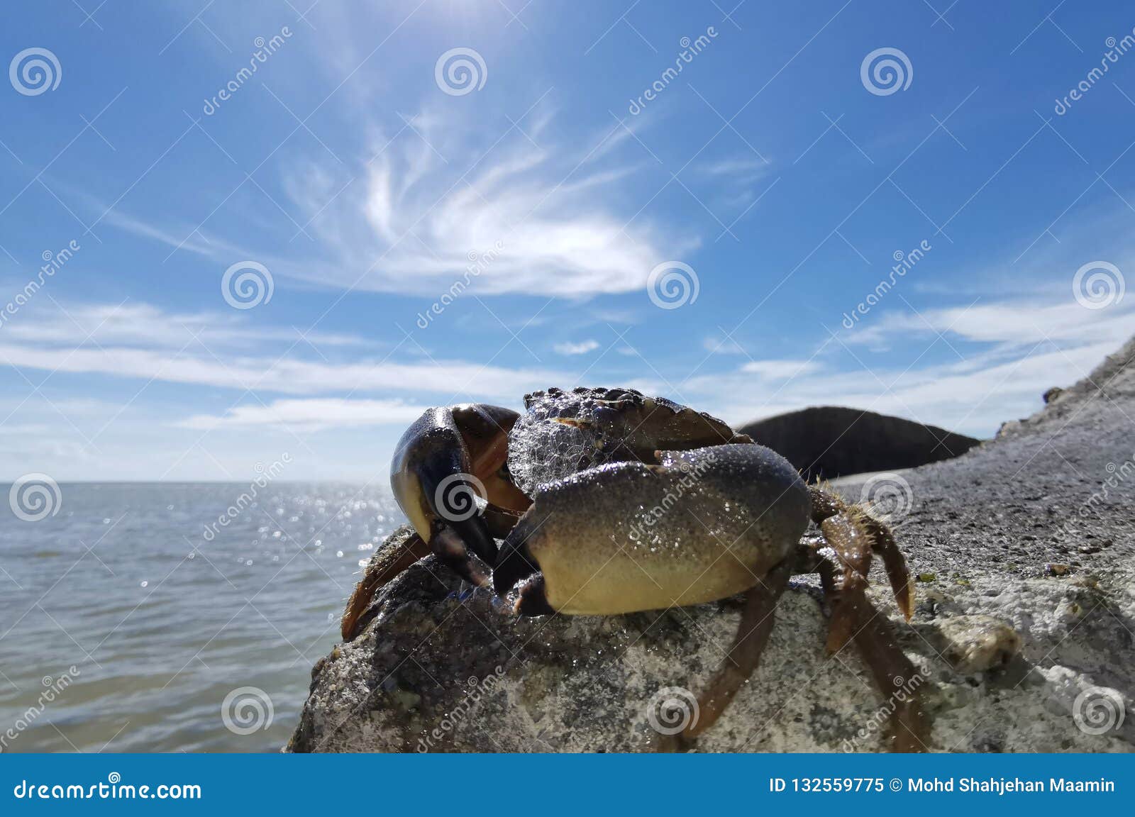 Dieren stock afbeelding. Image of krab, groot, netto - 132559775