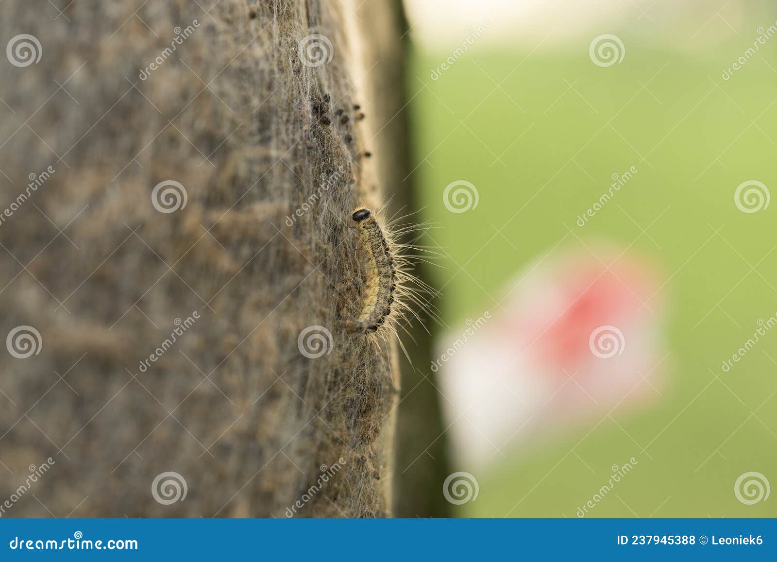 Procession Caterpillar Nest Oak Processionary Caterpillar in Procession ...