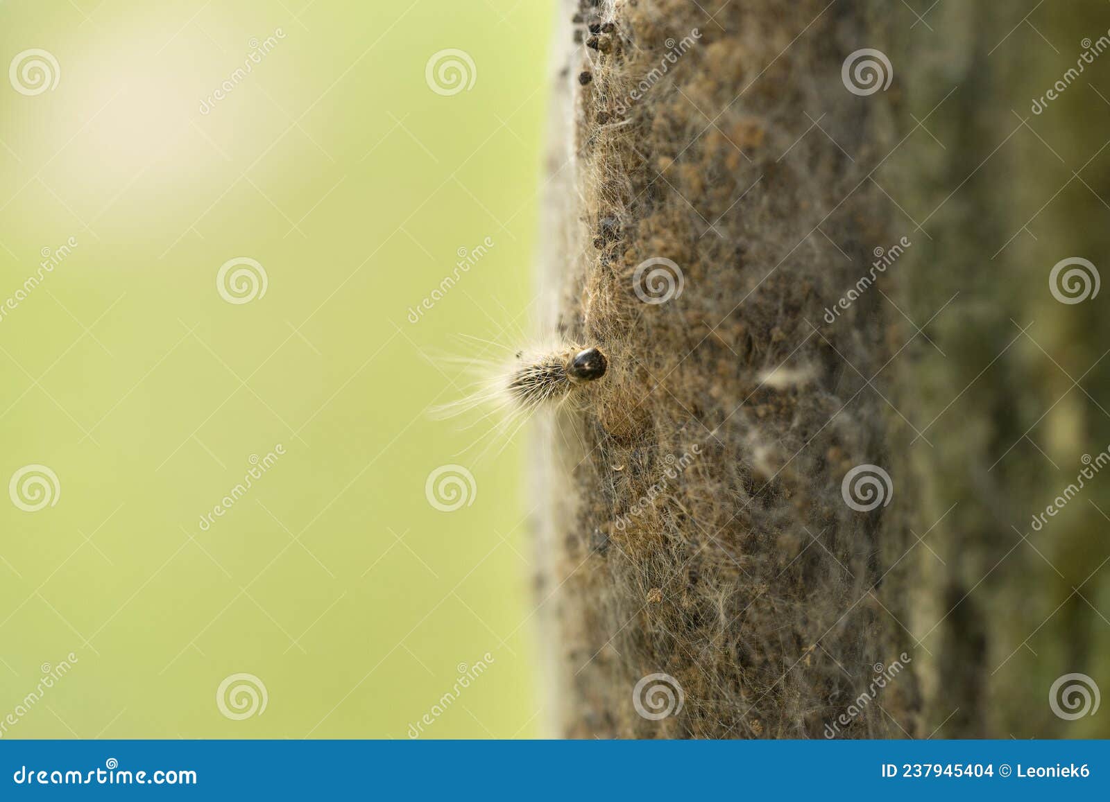Procession Caterpillar Nest Oak Processionary Caterpillar in Procession ...