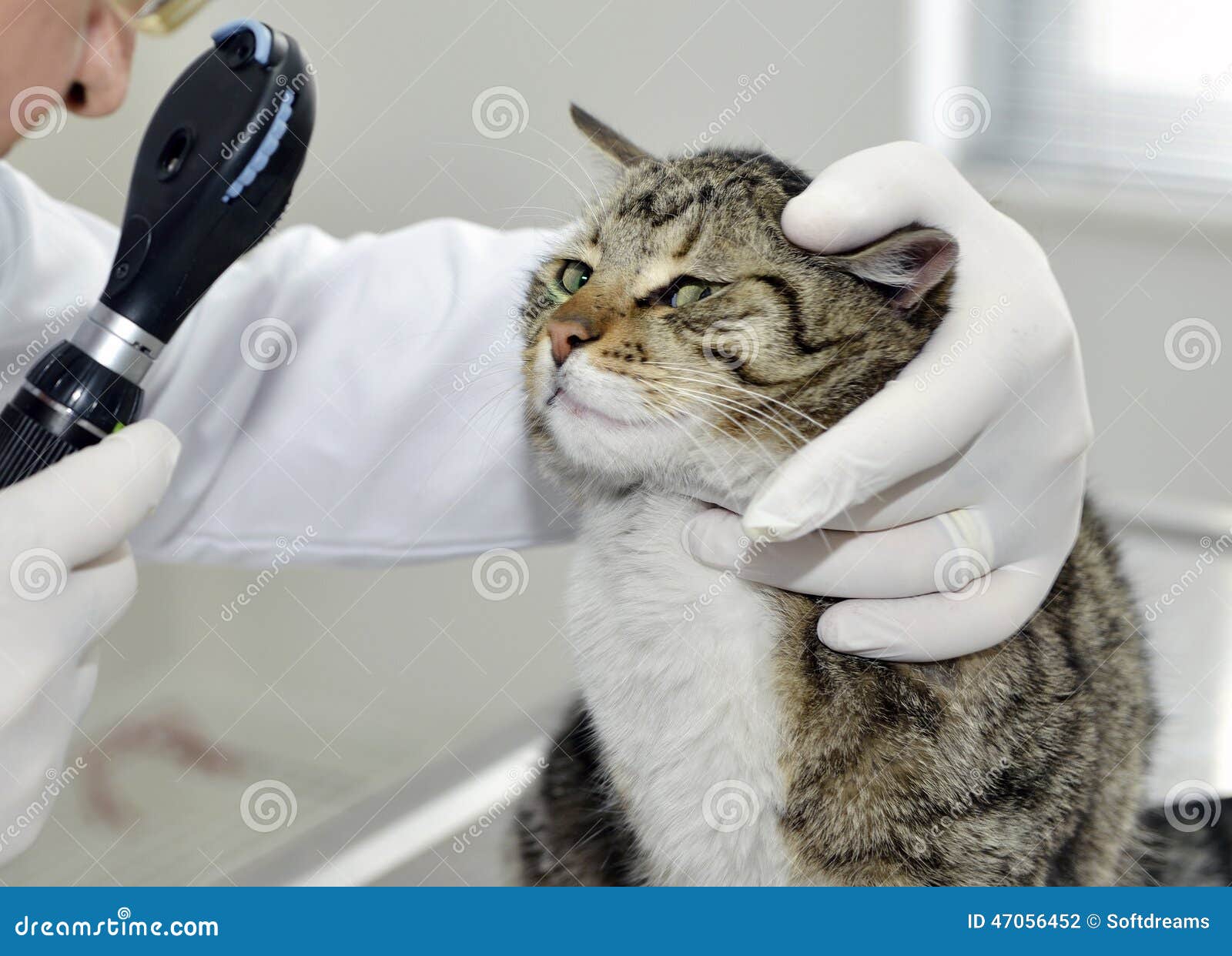 Dierenarts Die Een Kat Onderzoeken Stock Foto - Image of mensen, hond ... Dierenarts Die Een Kat Onderzoeken Stock Foto - Image of mensen, hond ...