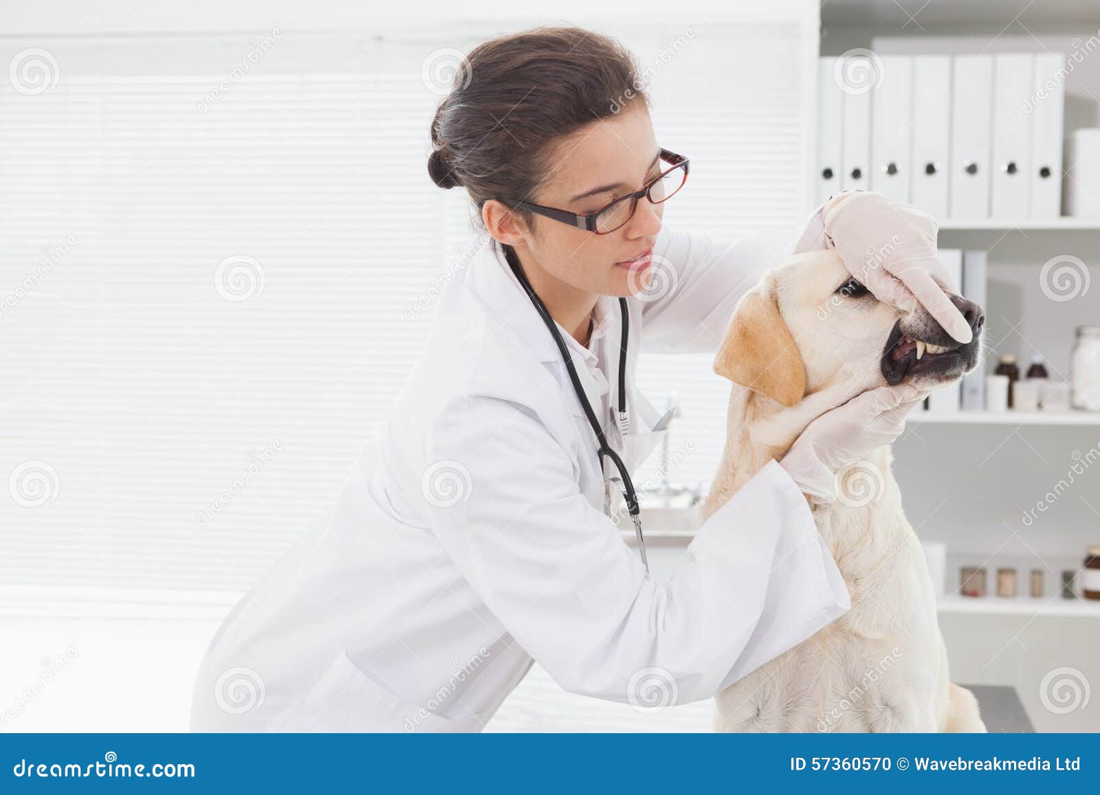 Dierenarts Die Tanden Van Een Leuke Hond Onderzoeken Stock Foto - Image ... Dierenarts Die Tanden Van Een Leuke Hond Onderzoeken Stock Foto - Image ...